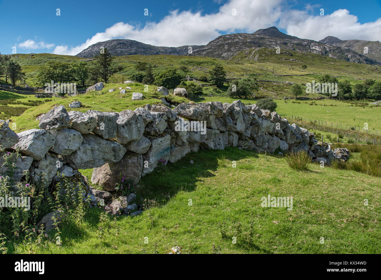 An ancient Irish stone wall in the twelve bens area in Connemara Stock ...