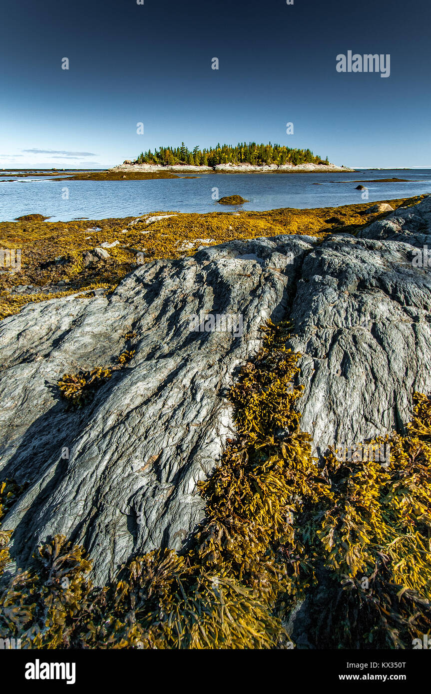 Orange kelp in the rocks of Bic National Park at low tide, Quebec Stock ...
