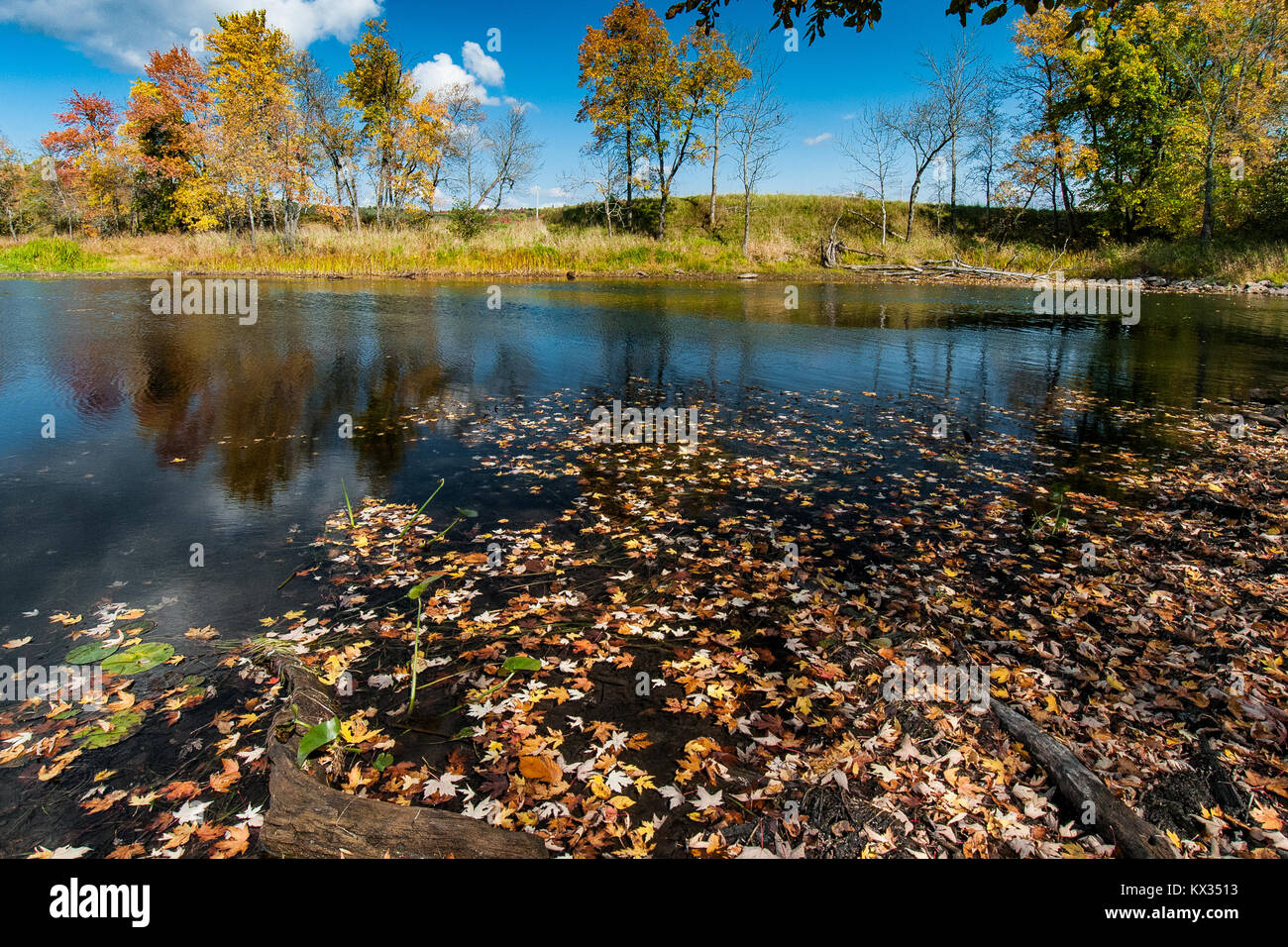 Maple dead leaves have spread to the surface of a lake in Quebec in the ...