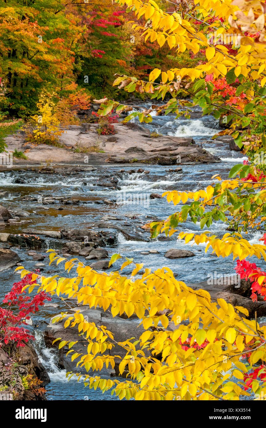 a red and flamboyant maple borders birches and pines in a Québec forest ...