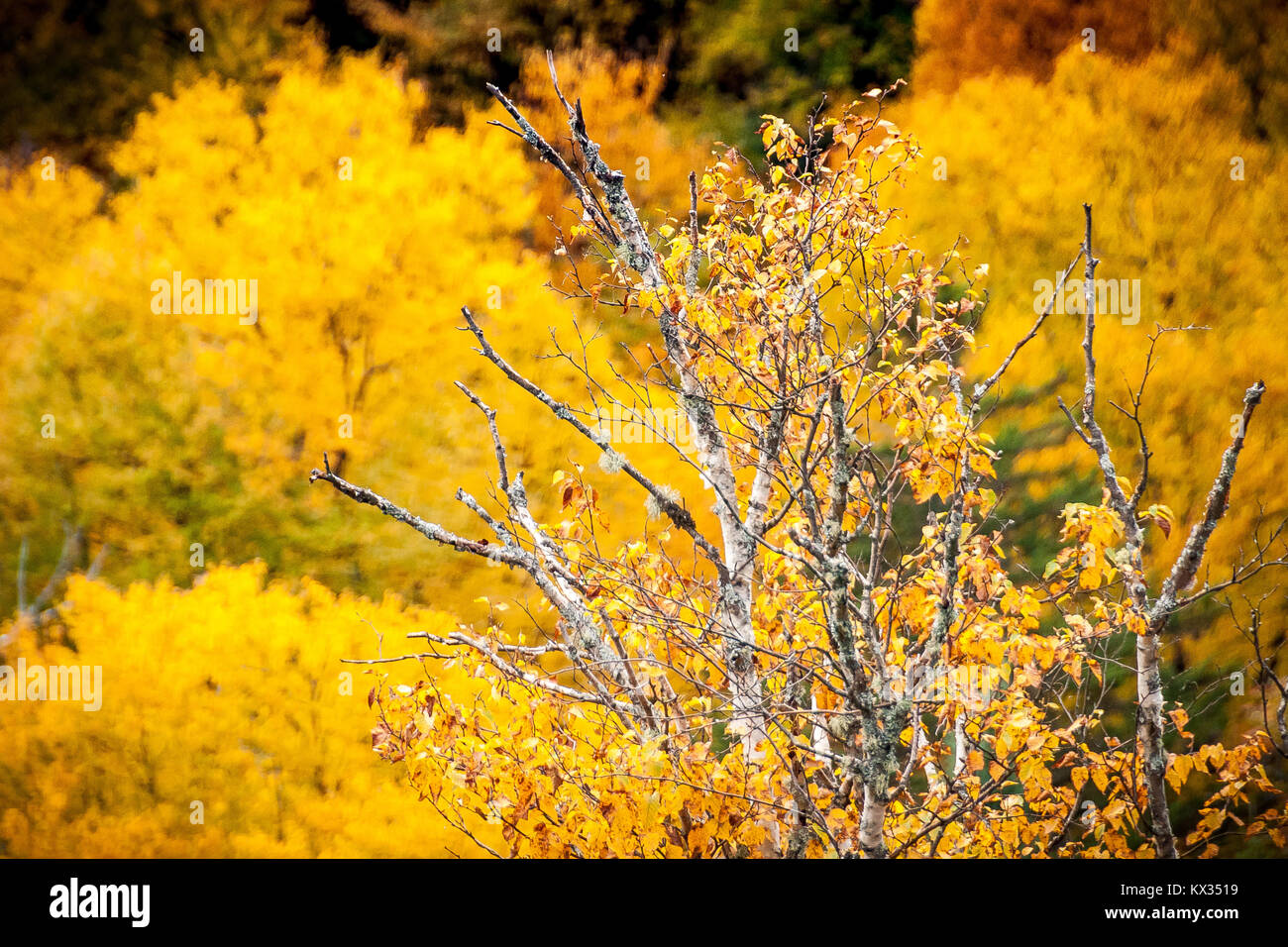 Birch and yellow leaves in autumn in Quebec forest, Canada Stock Photo ...