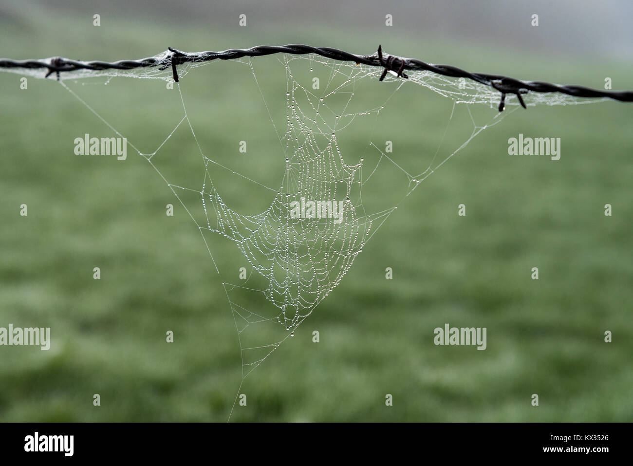 Spider web fence hi-res stock photography and images - Alamy