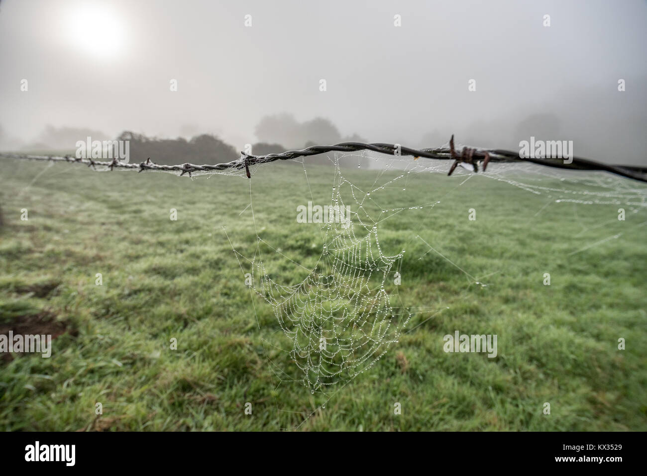 A fence made of barbed wire, a cobweb covered in dew and the sun trying ...