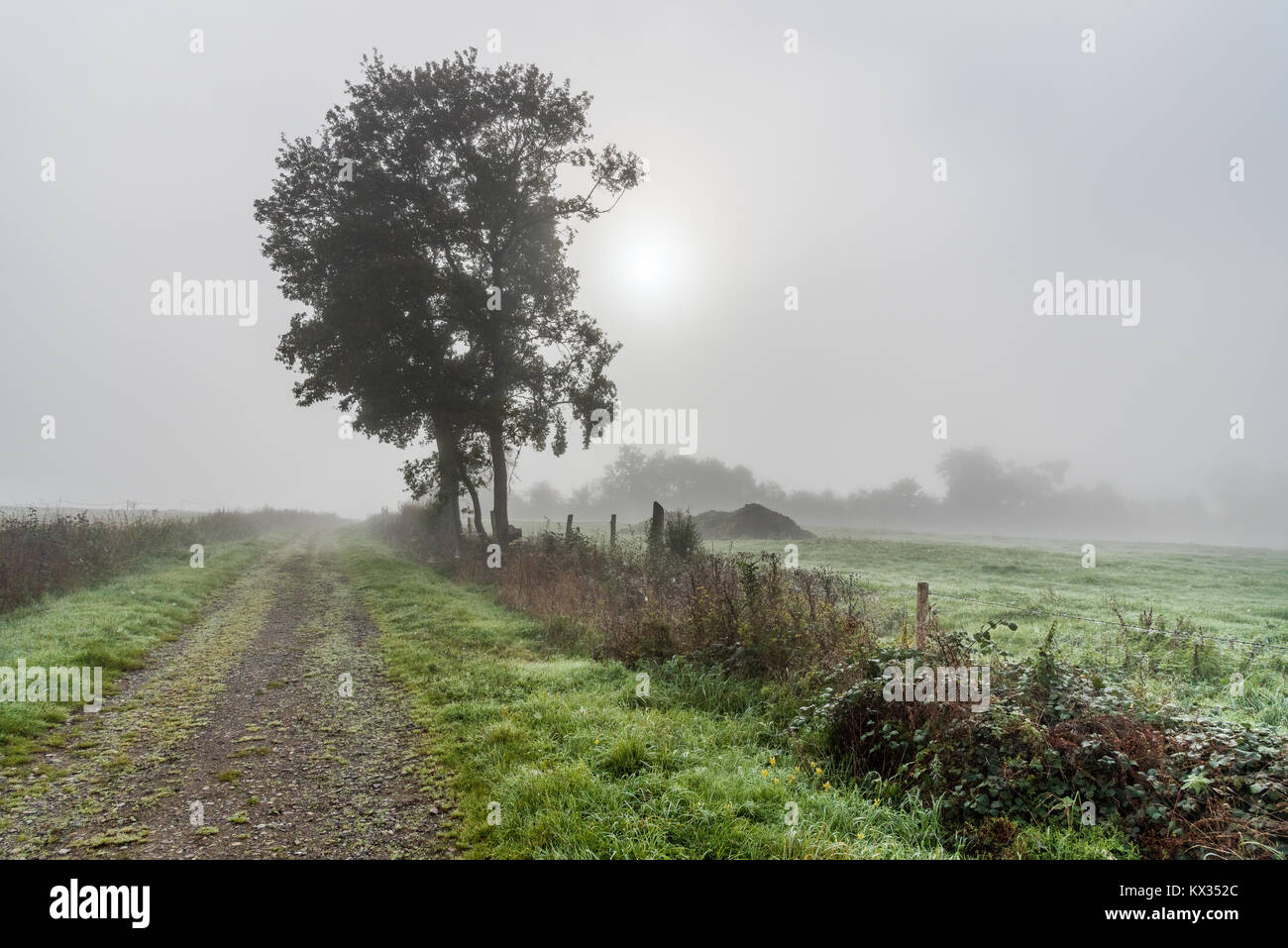 A path in the countryside, grass covered with dew and the sun trying to ...