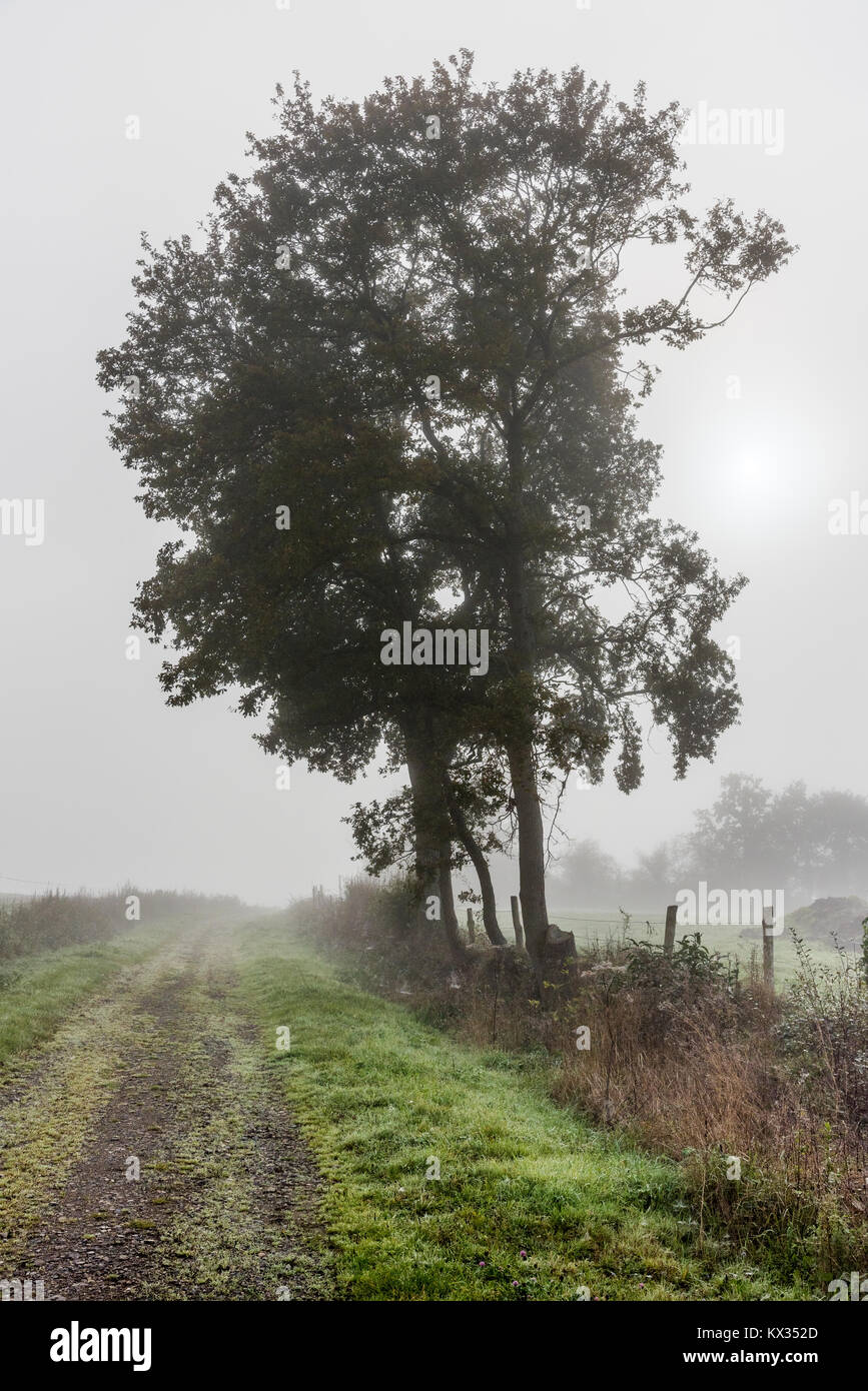 A path in the countryside, grass covered with dew and the sun trying to ...