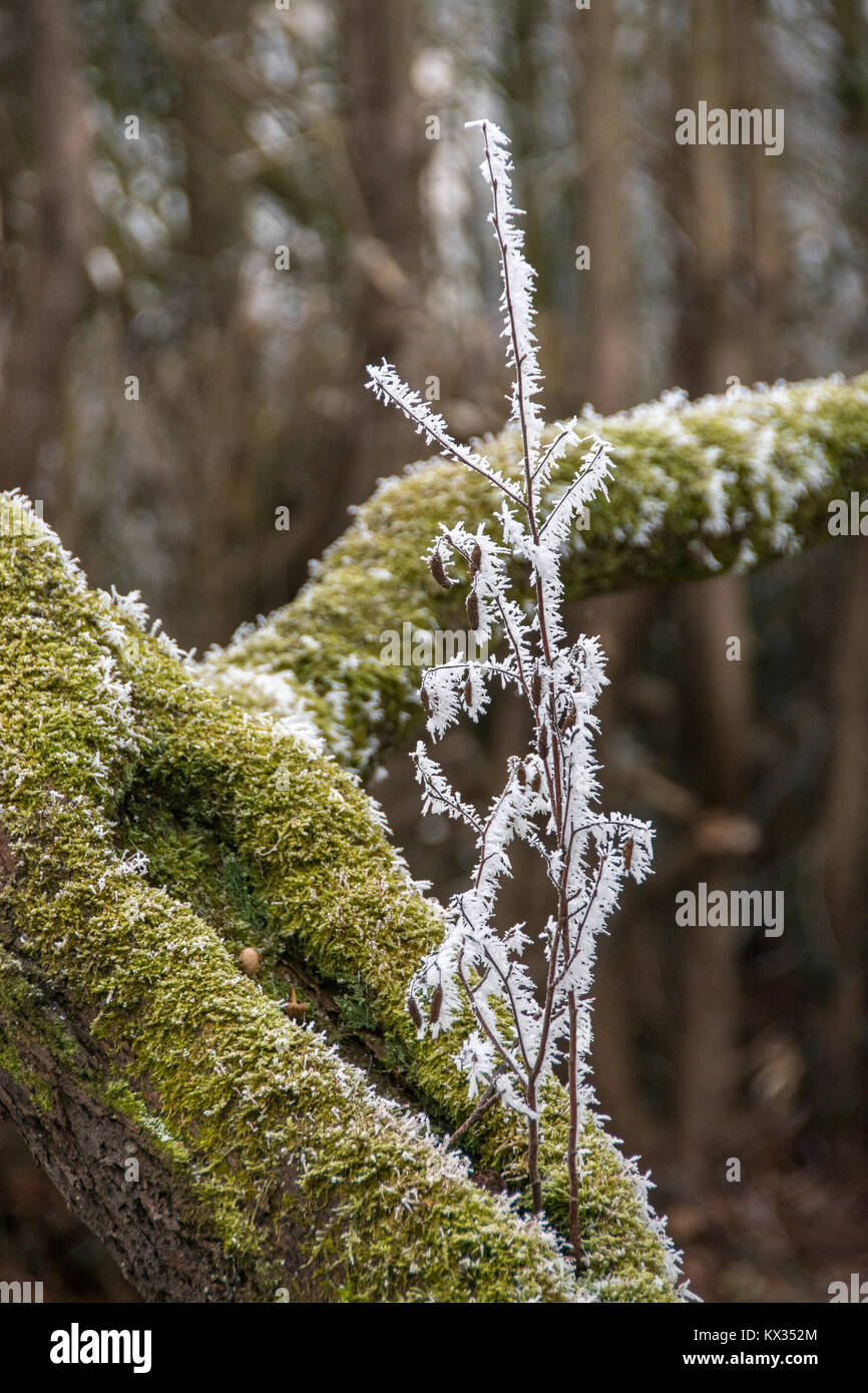 A small frozen branch on a dead tree by a cold december morning in ...