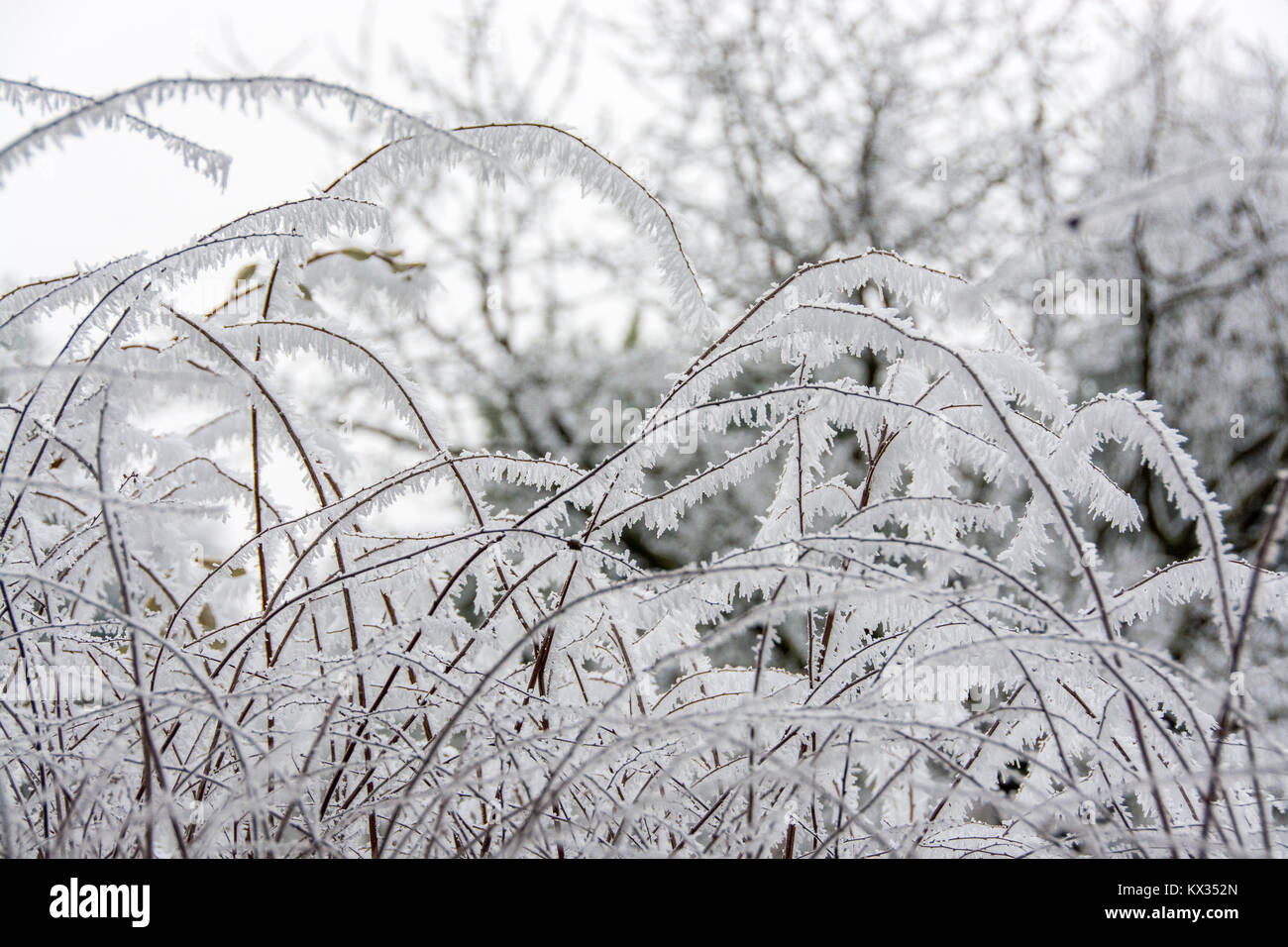 Winter landscape, frozen shrub. Many tiny branches of the bush are ...