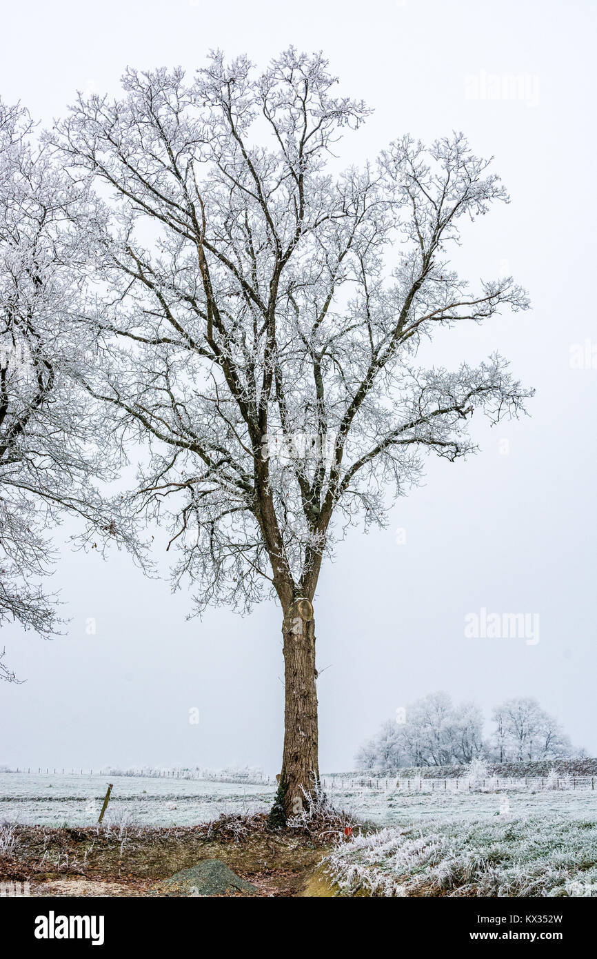 A frost-covered tree stands in front of a field frozen by a cold winter ...
