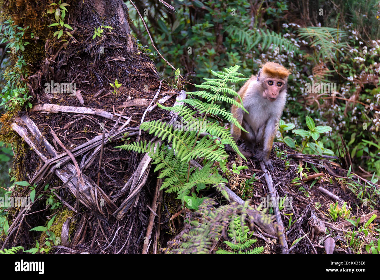 Srilankan toque macaque or Macaca sinica in jungle Stock Photo - Alamy
