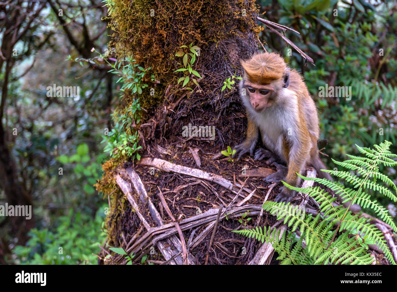 Srilankan toque macaque or Macaca sinica in jungle Stock Photo - Alamy