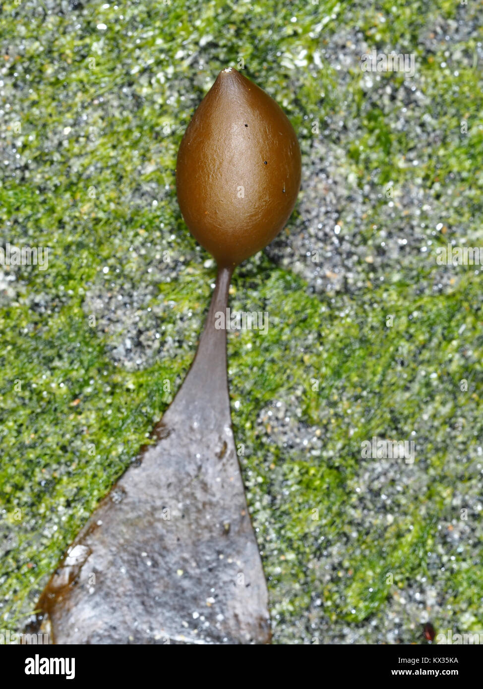 Kelp hi-res stock photography and images - Alamy