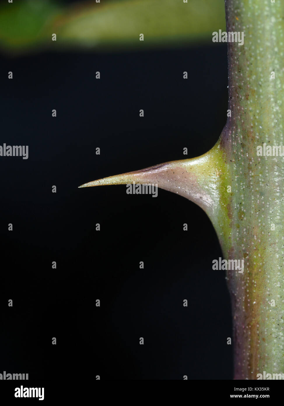 Sharp rose hi-res stock photography and images - Alamy