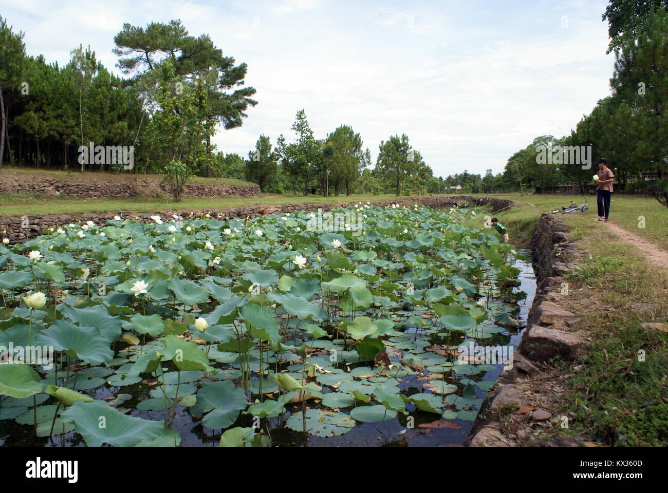 White lotuses, pond and pine trees in Vietnam Stock Photo - Alamy