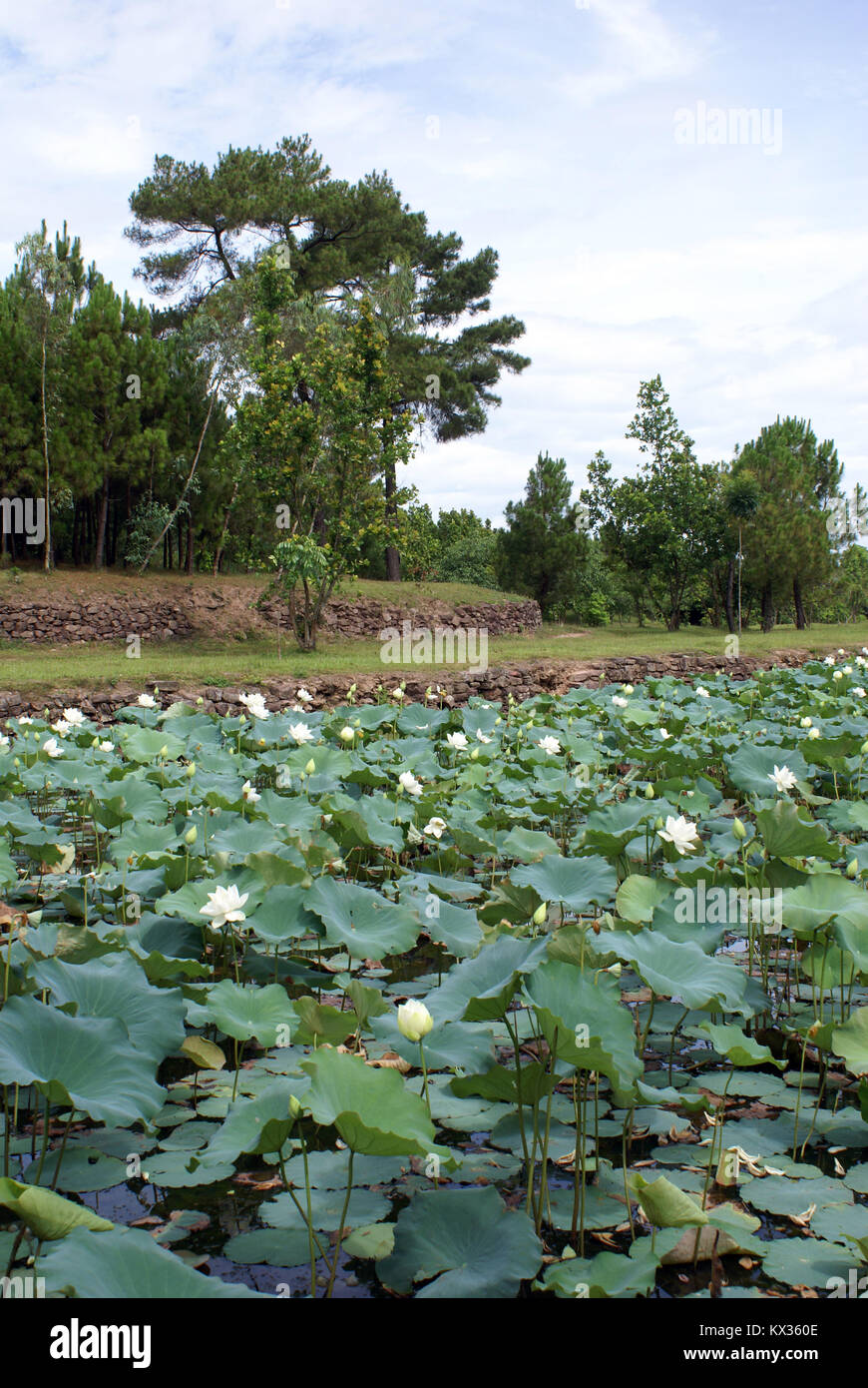 White lotuses in pond and pine trees, Vietnam Stock Photo - Alamy