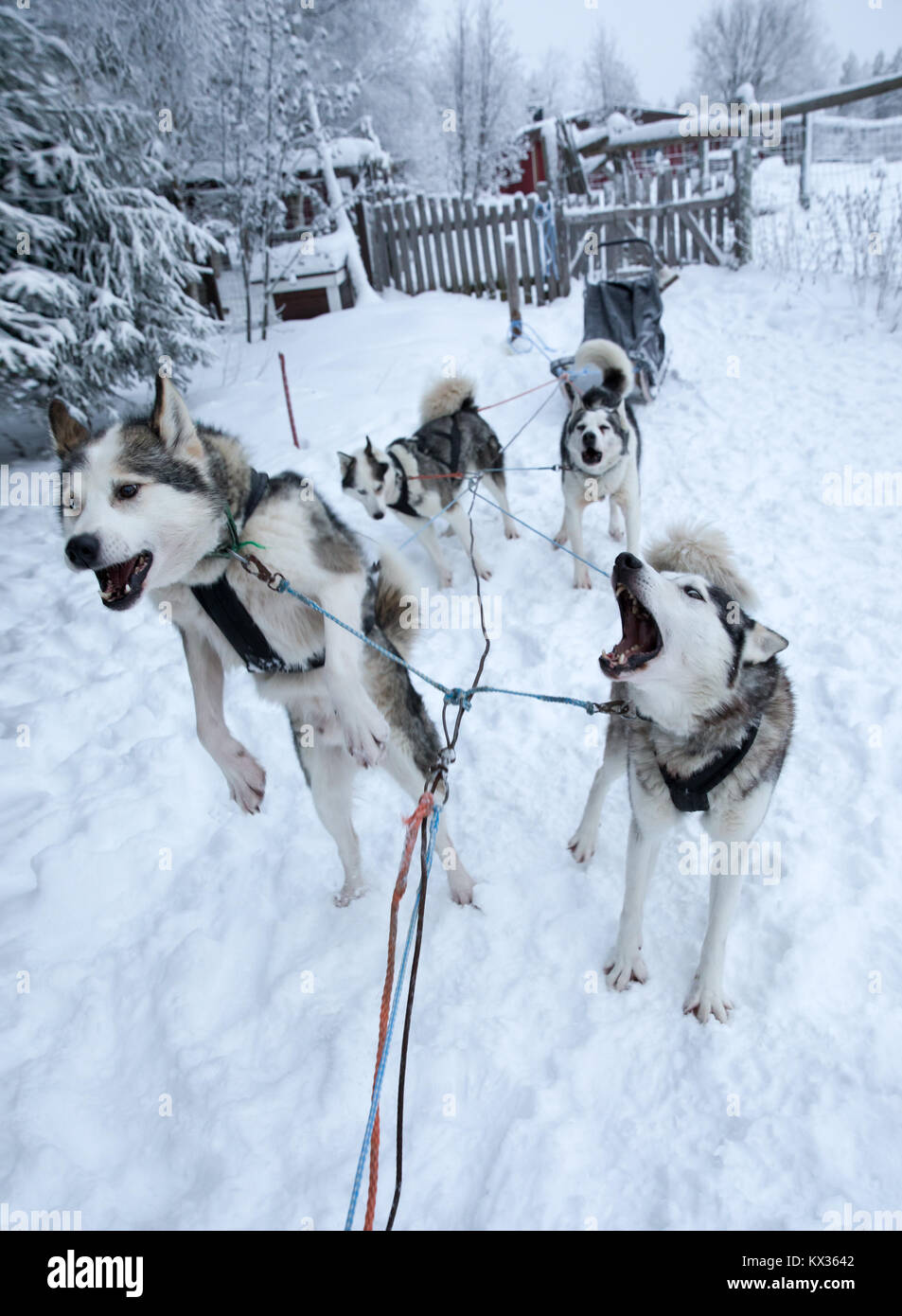 Fluffy huskies exitedly waiting to be tied to the sled line on a ...
