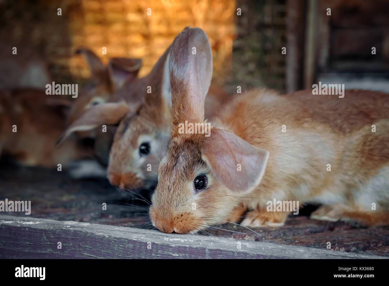 Sad rabbit hi-res stock photography and images - Alamy