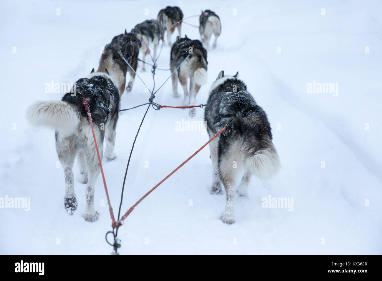 Siberian Huskies Pulling High Resolution Stock Photography and Images ...