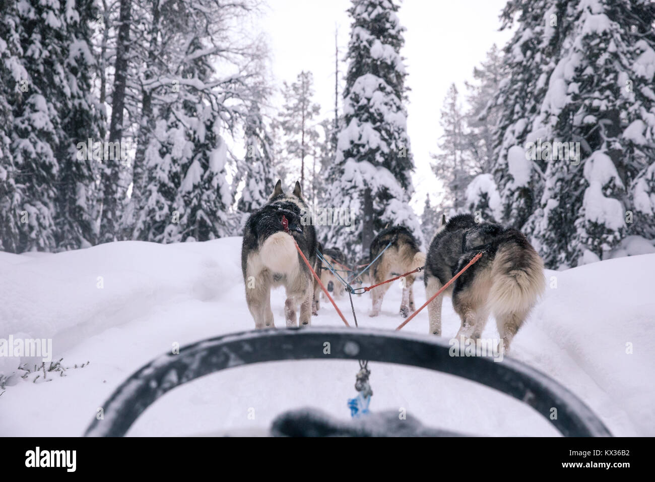 Huskies exitedly running and pulling a sled through snowy Arctic ...