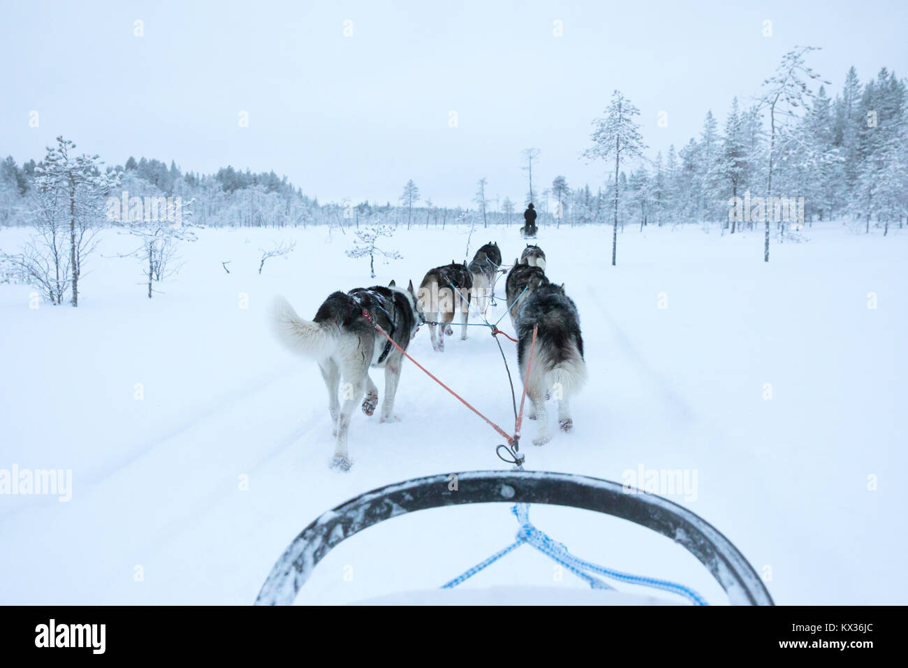 Huskies exitedly running and pulling a sled through snowy Arctic ...