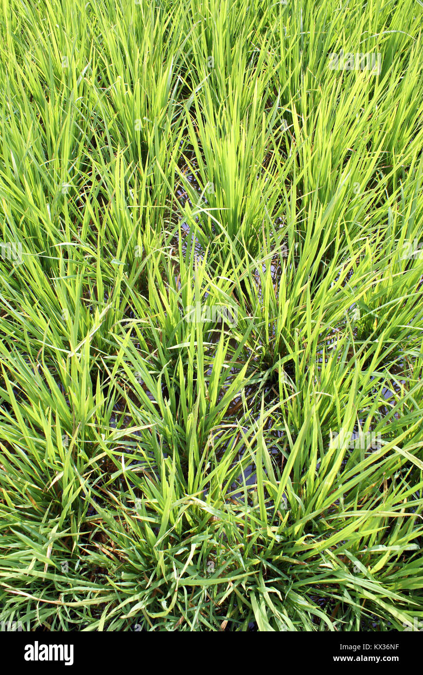 WAter and young green rice on the field, Sumatra, Indonesia Stock Photo ...