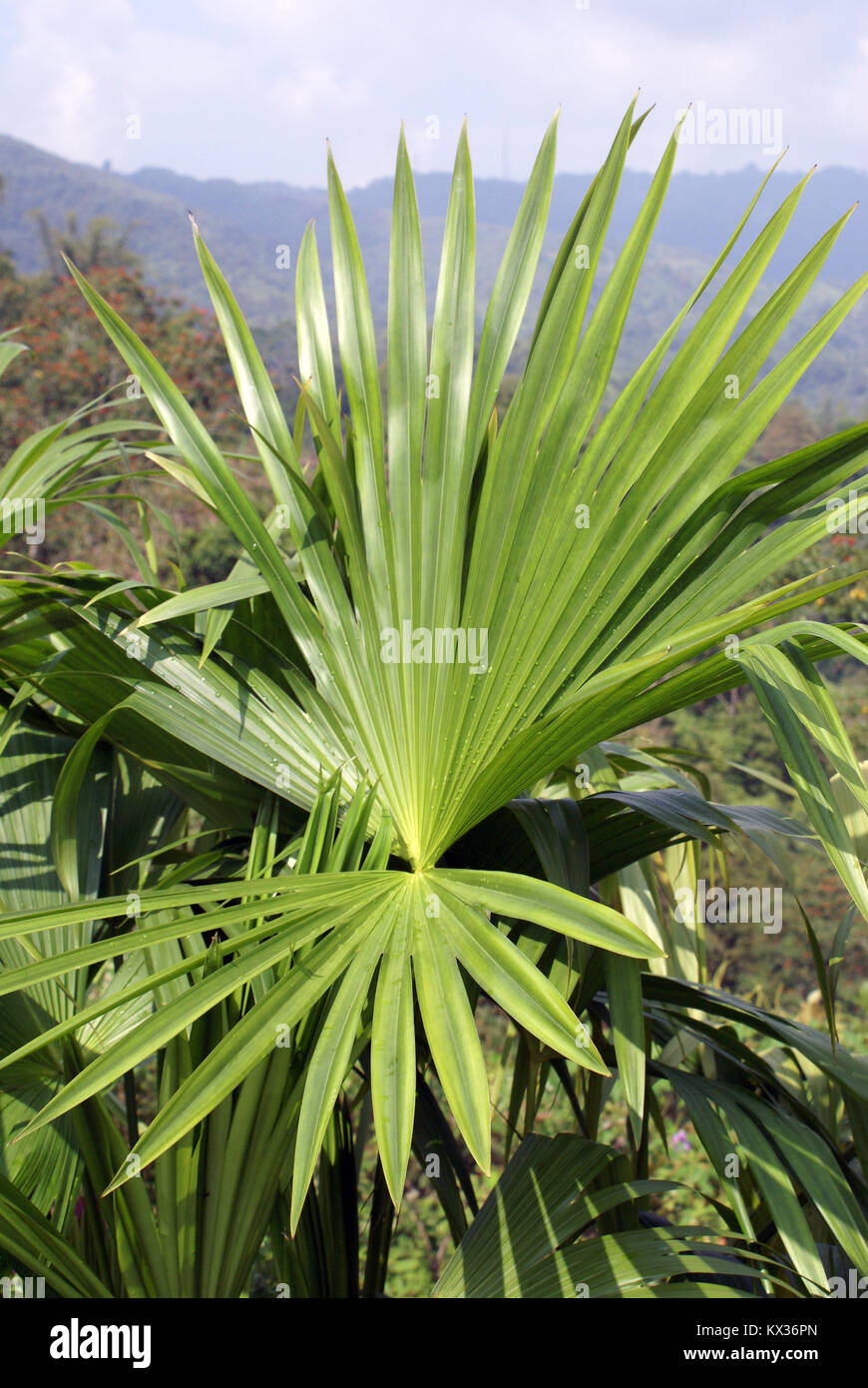 Tree in sumatra hi-res stock photography and images - Alamy