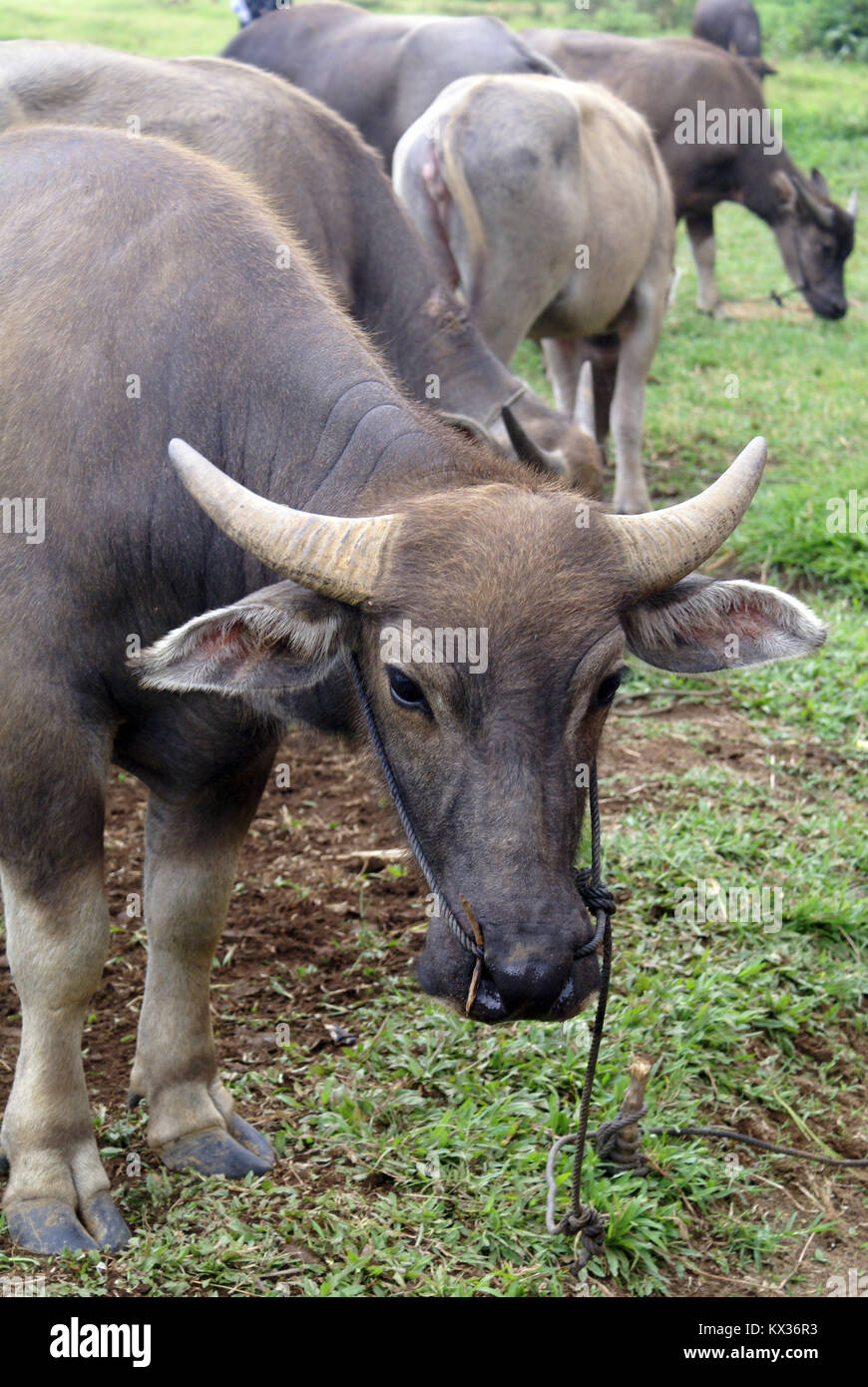 Cows on the grass in Sumatra, Indonesia Stock Photo - Alamy