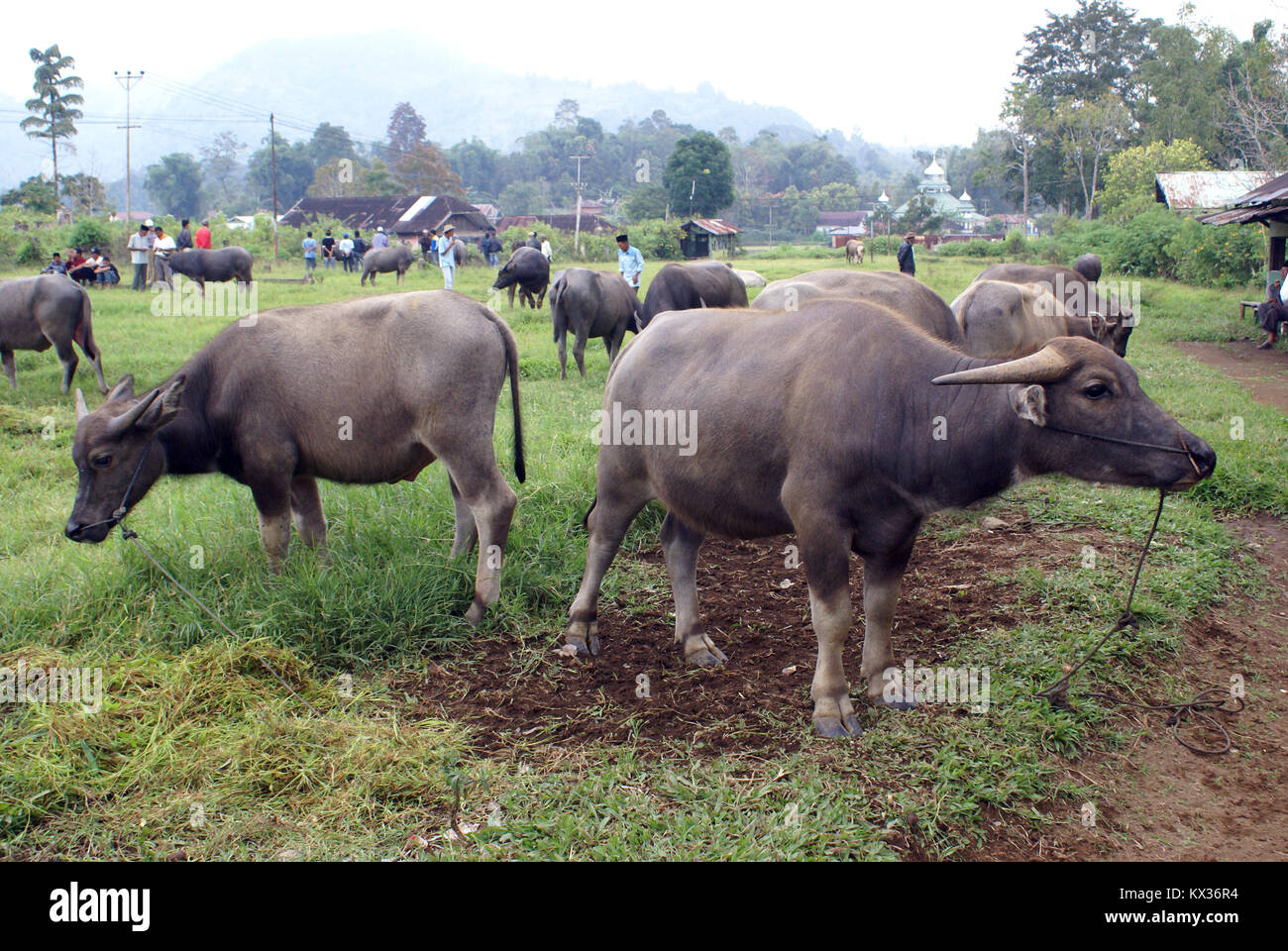 Cows and green gras on the market square in Sumatra, Indonesia Stock ...