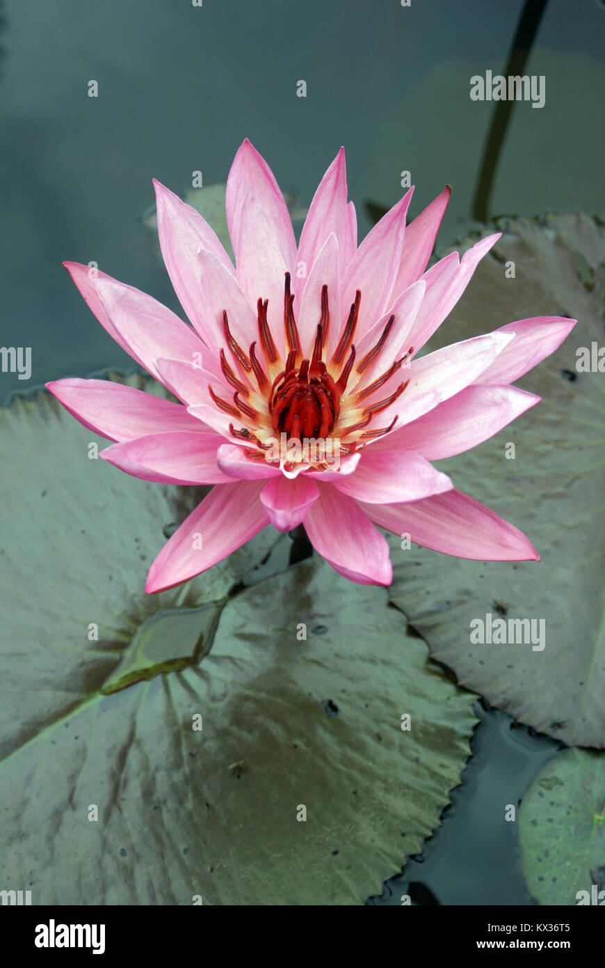 Big pink lotus on the pond, Sumatra, Indonesia Stock Photo - Alamy