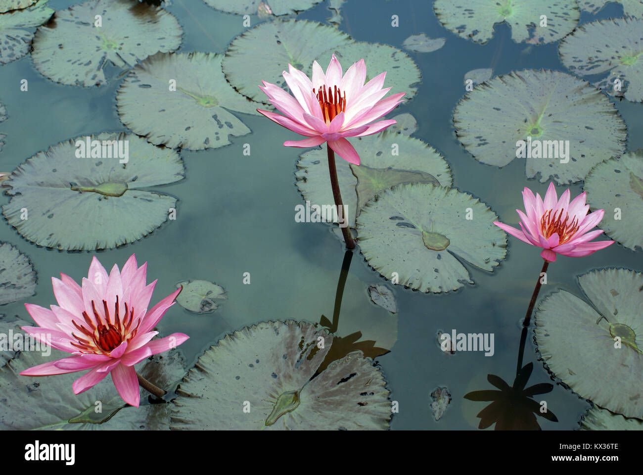 Pink lotuses on the pond in Sumatra, Indonesia Stock Photo - Alamy