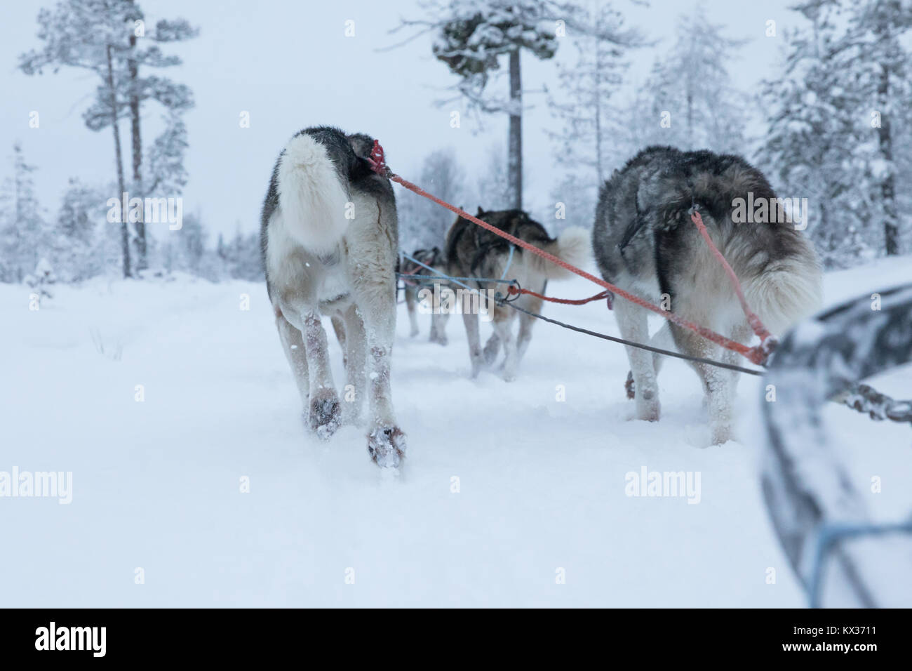 Huskies exitedly running and pulling a sled through snowy Arctic ...