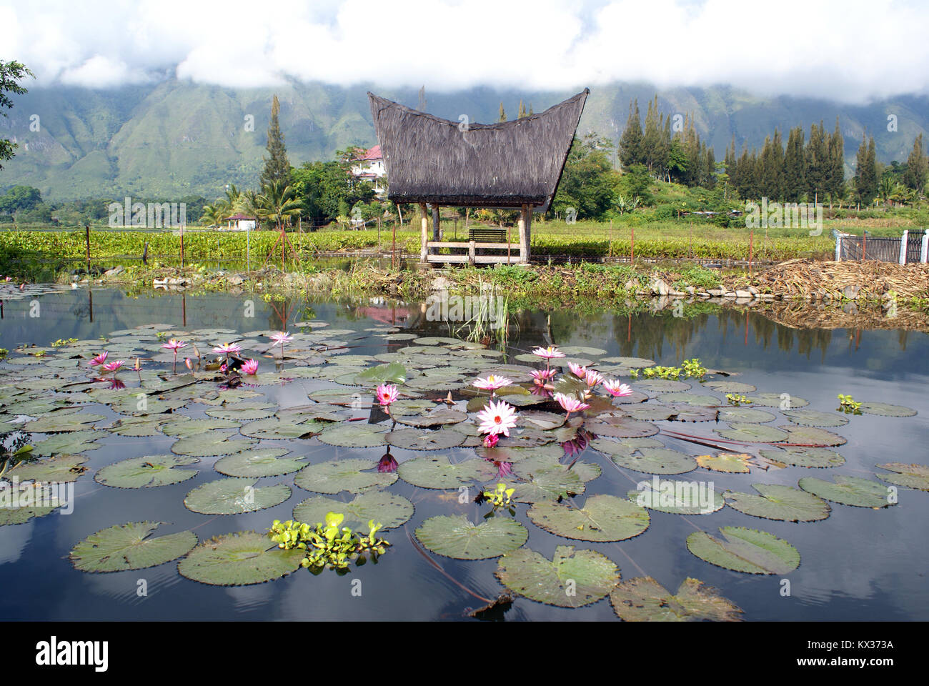 House and pond with lotuses, Samosir, Sumatra Stock Photo - Alamy