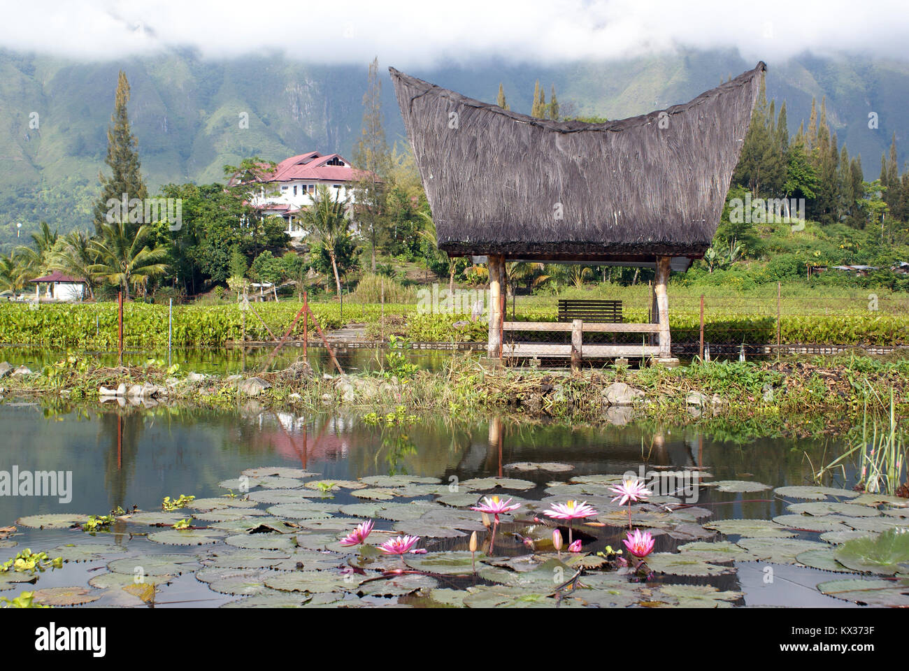 Traditional house and lotuses on the Samosir island, Sumatra Stock ...