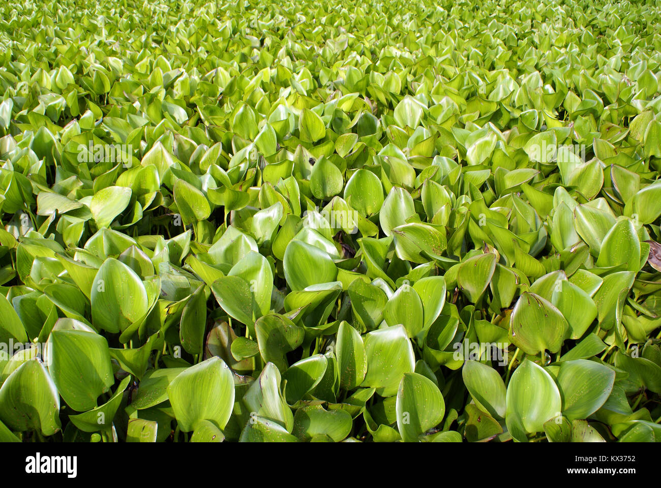 Green grass on the lake Toba, Sumatra, Indonesia Stock Photo - Alamy