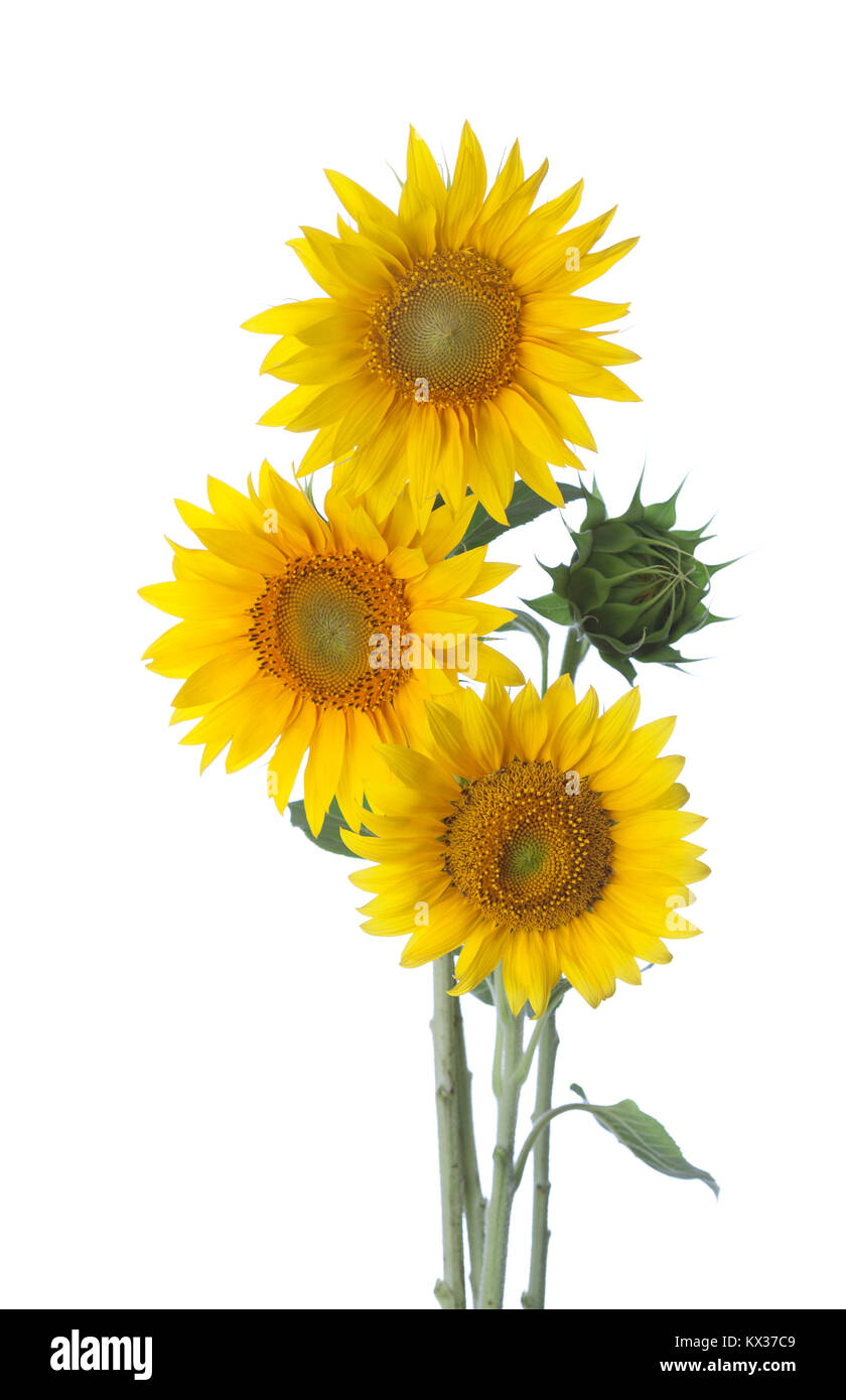 Three sunflowers isolated on a white background Stock Photo - Alamy