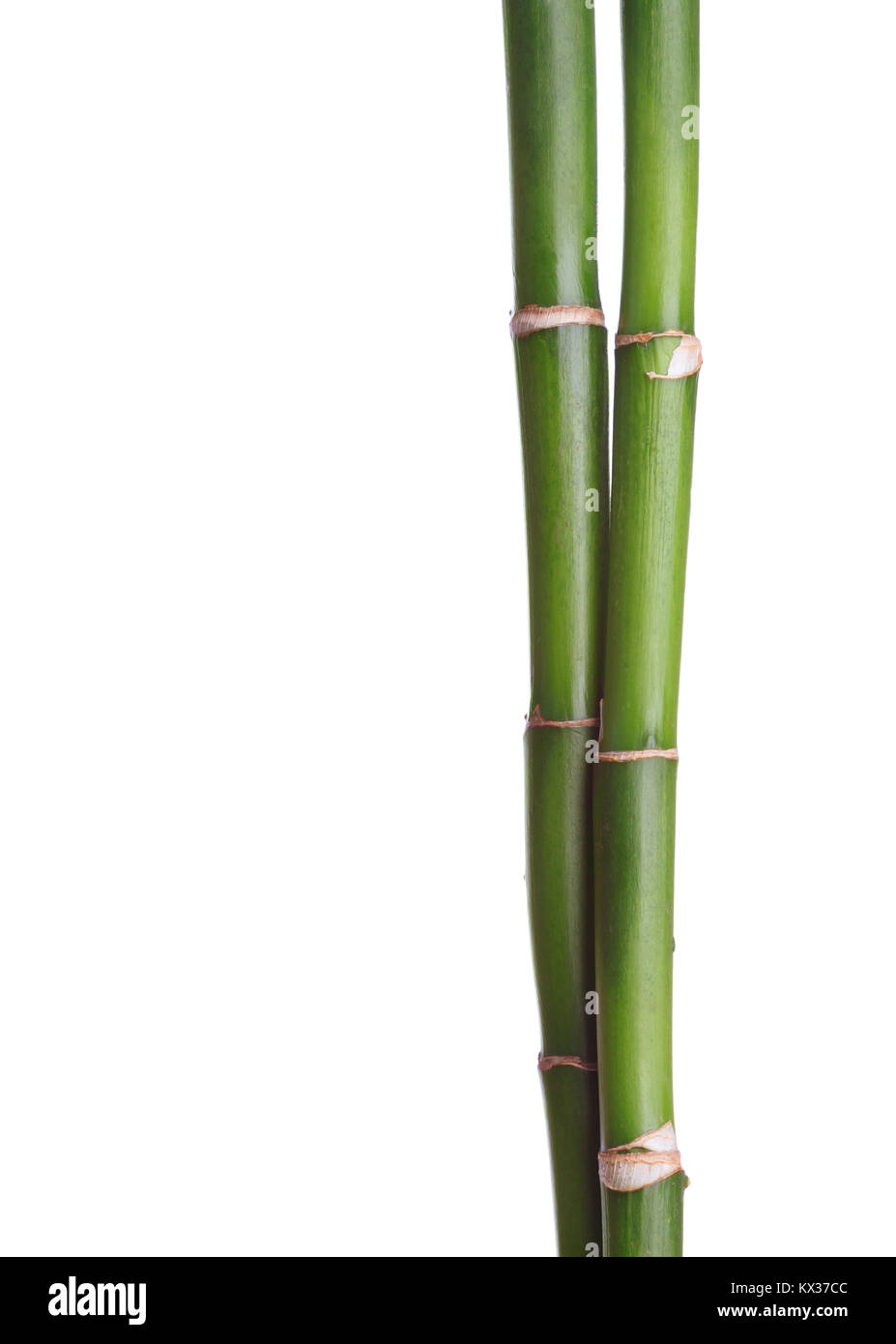 Two branches of bamboo isolated on white background Stock Photo - Alamy