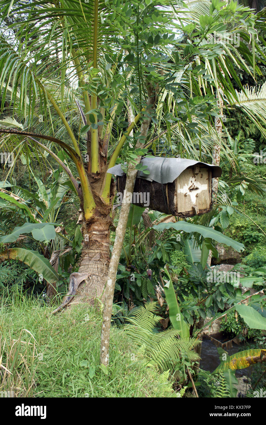 Beehive on the palm tree in Bali Stock Photo - Alamy