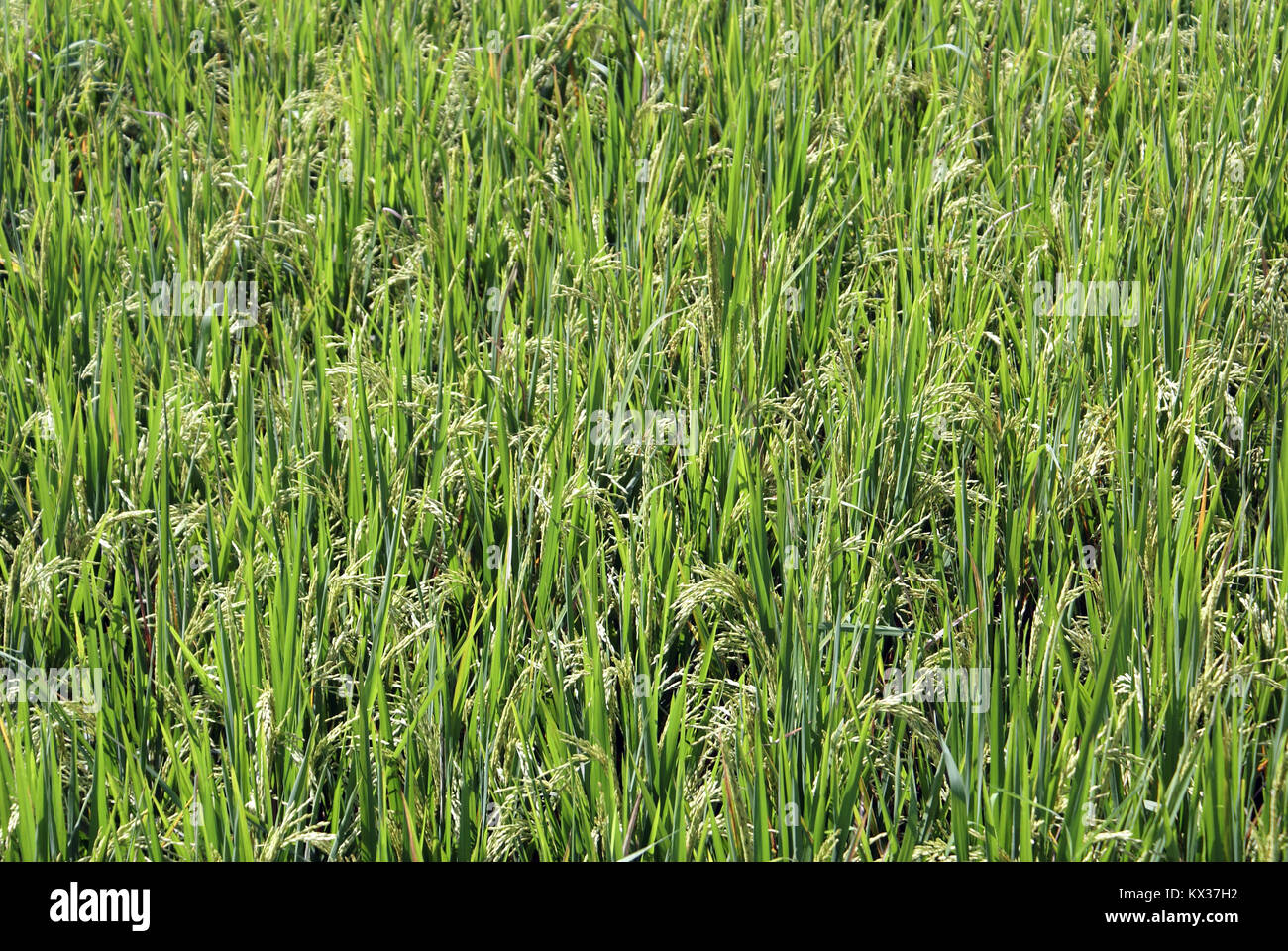 Wet rice field hi-res stock photography and images - Alamy