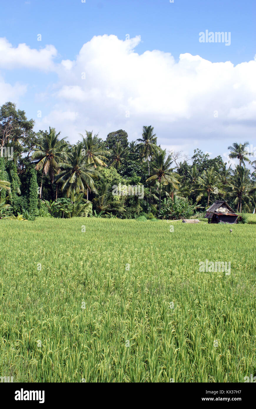 Green rice field in Bali, indonesia Stock Photo - Alamy