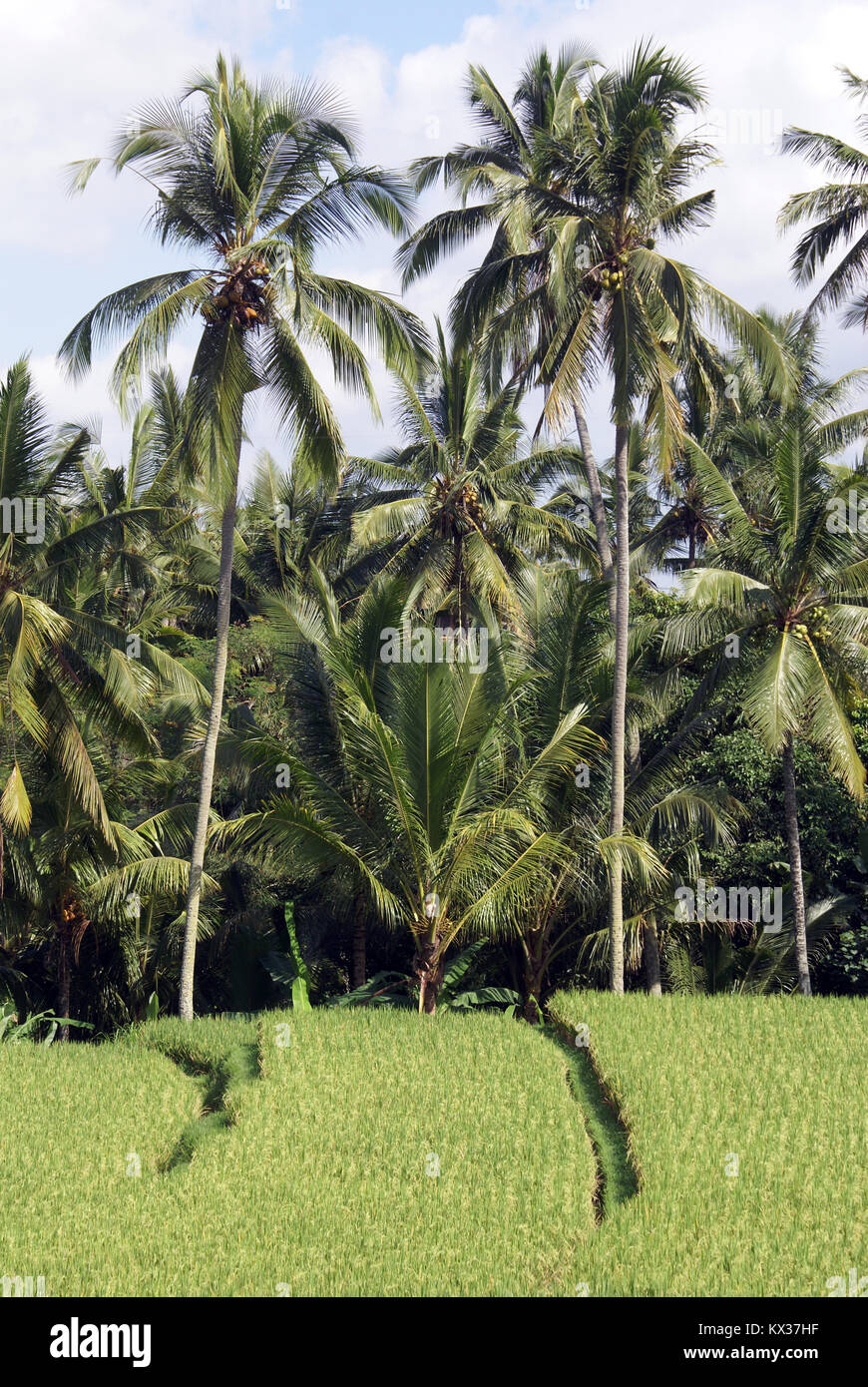 Green rice field and palm trees in Ubud, bali Stock Photo - Alamy