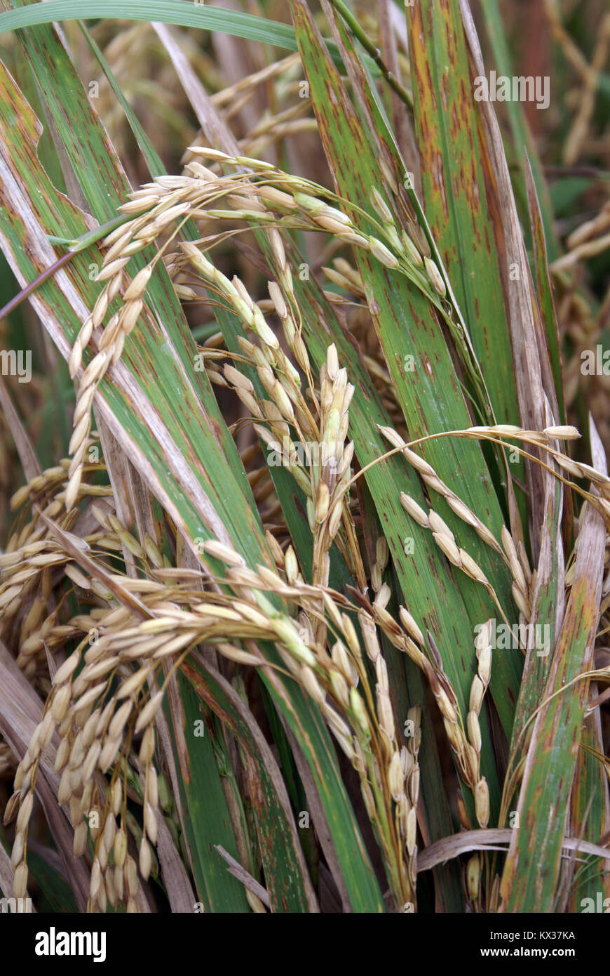 Brown rice field hi-res stock photography and images - Alamy