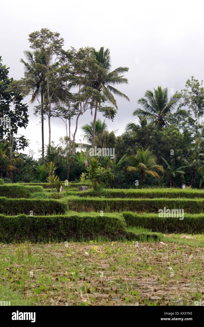 Empty rice field and green grass, Bali, Indonesia Stock Photo - Alamy