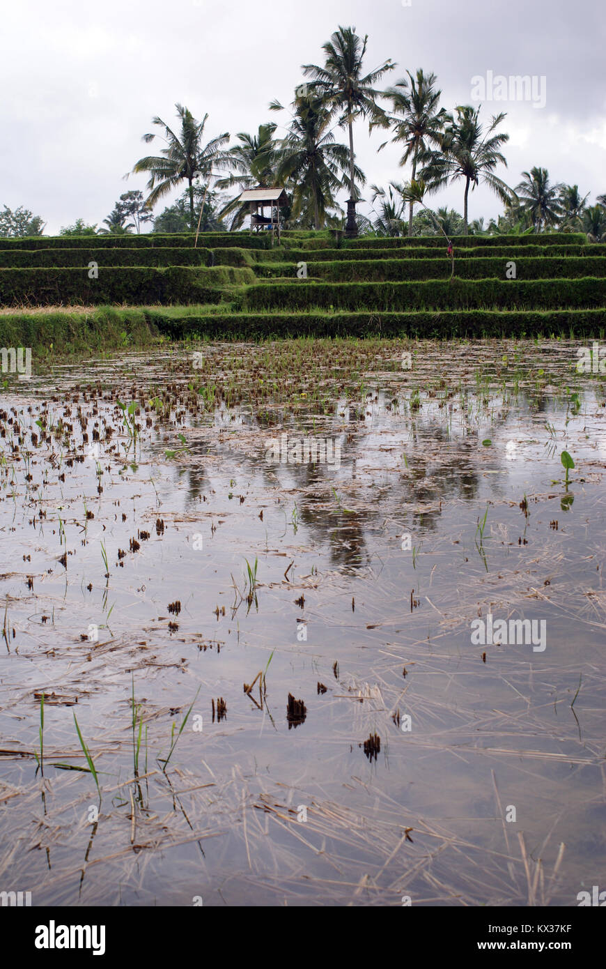 Water on the empty rice field, bali, indonesia Stock Photo - Alamy