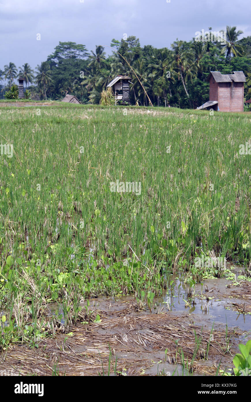 Rice field and farm houses in Bali, Indonesia Stock Photo - Alamy