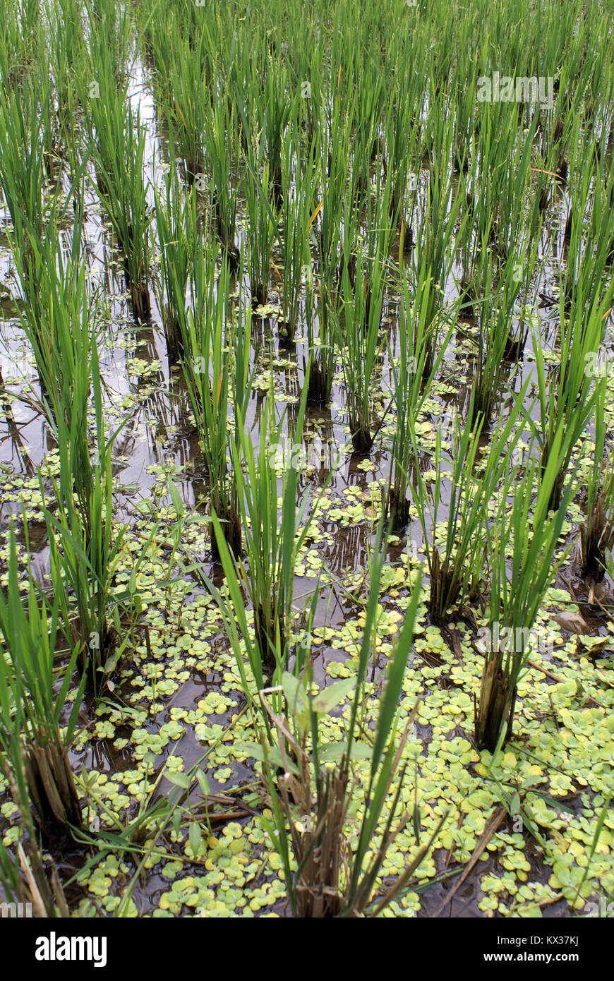 Green rice field and water, bali, indonesia Stock Photo - Alamy
