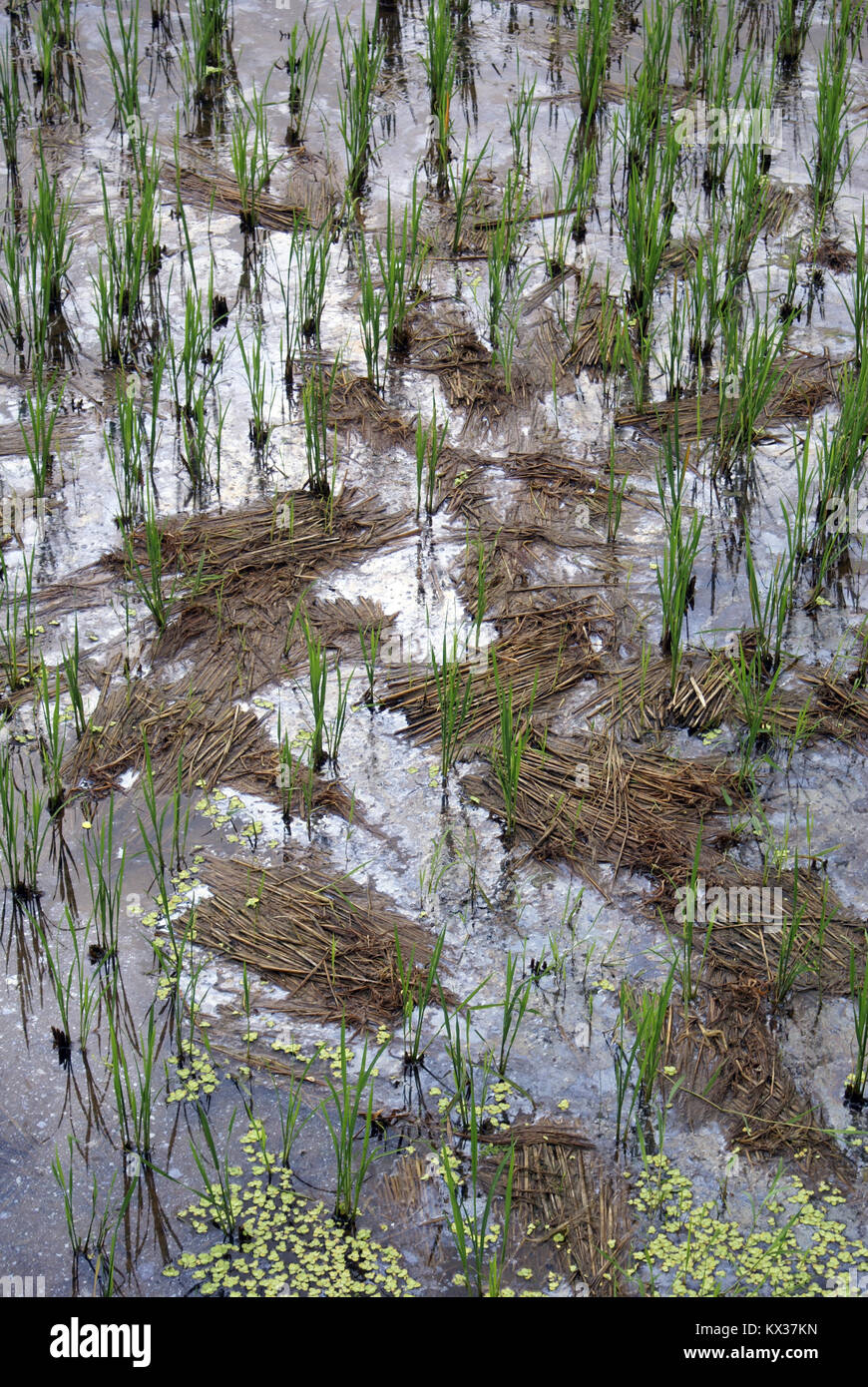 Water on the green rice field, Bali, Indonesia Stock Photo - Alamy
