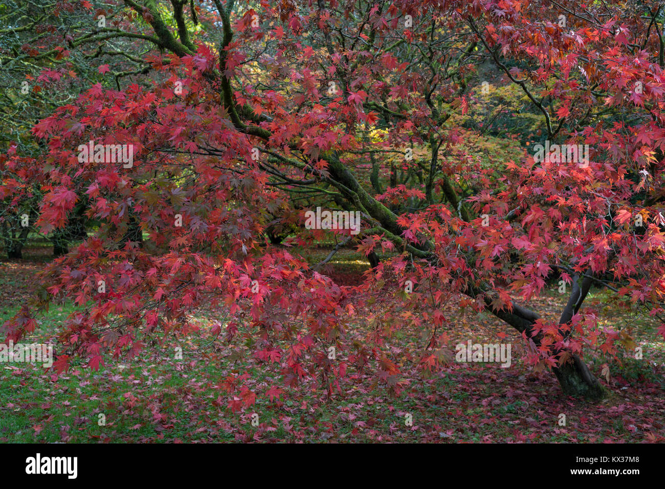 Acers japanese maple hi-res stock photography and images - Alamy