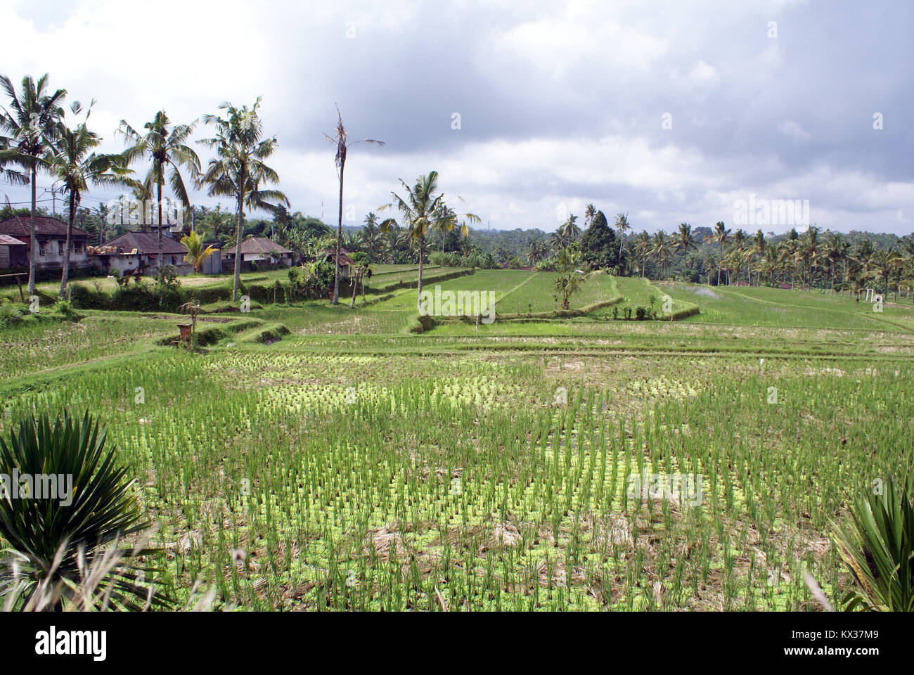 Rice field, houses and palm trees, bali, indonesia Stock Photo - Alamy