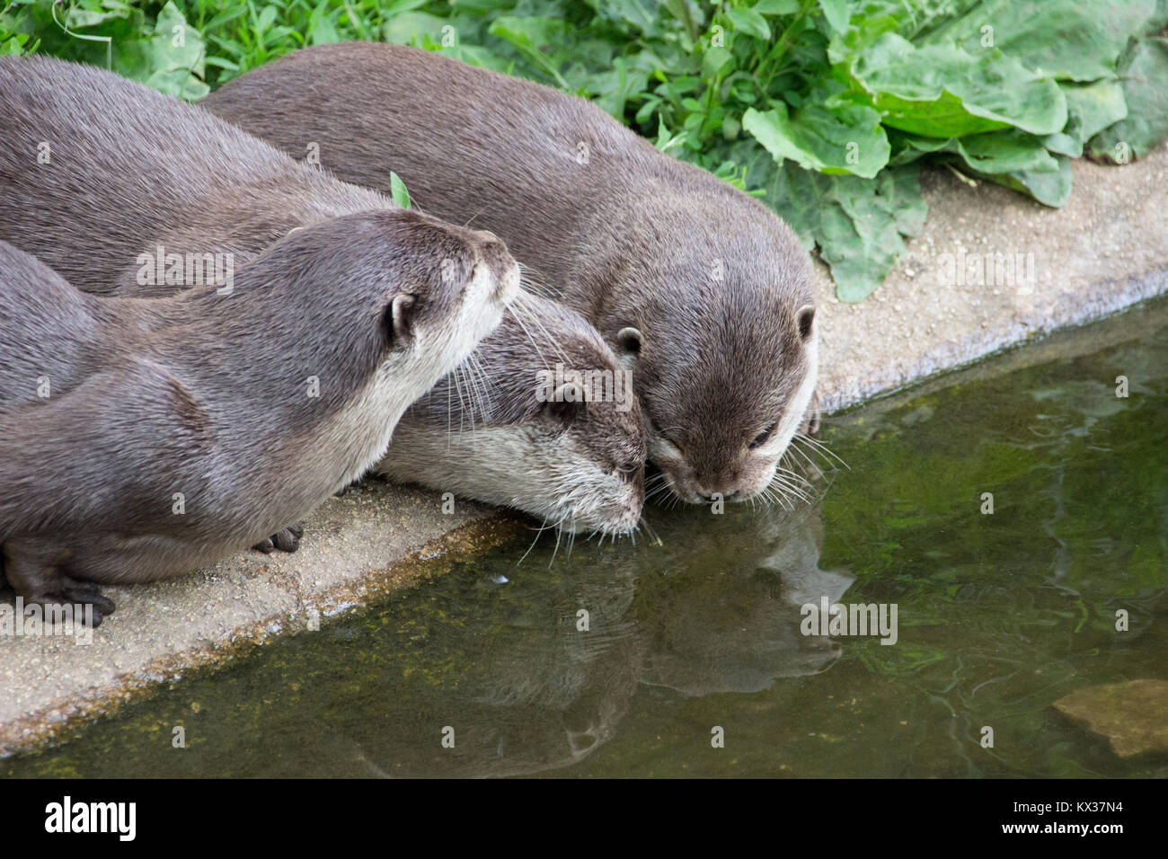 Group of 3 otters on land drinking from river Stock Photo - Alamy