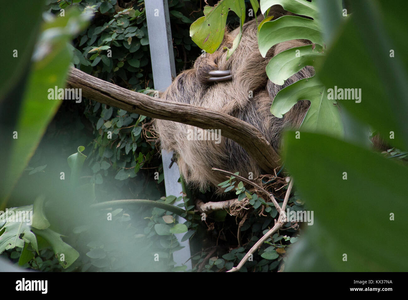 Cotswold wildlife park sloth hi-res stock photography and images - Alamy