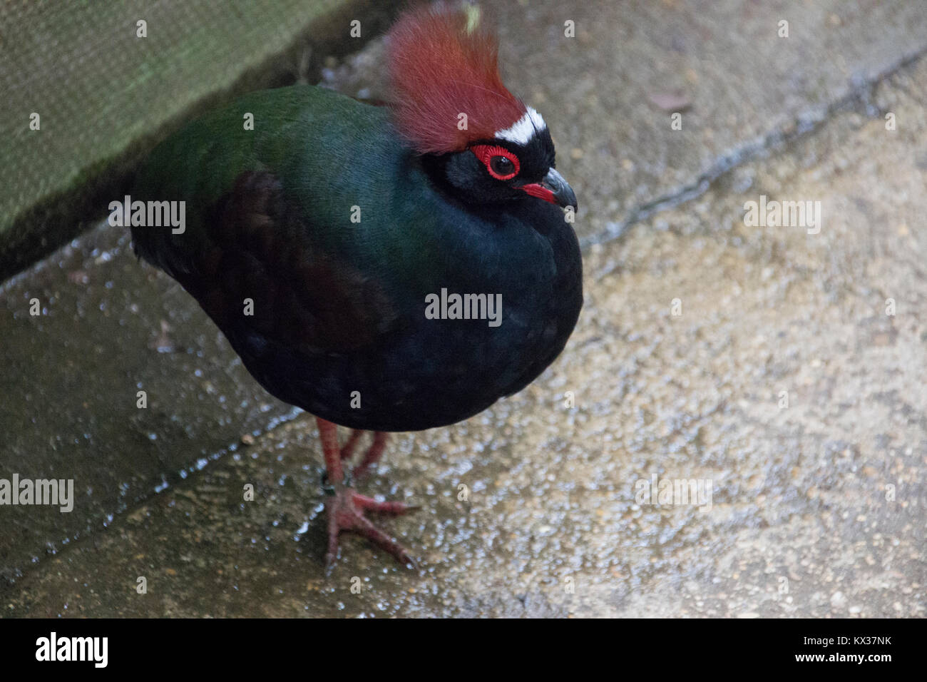 Red crested pheasant full length looking at camera Stock Photo - Alamy